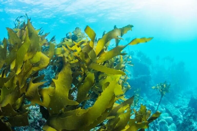 Rong biển bao nhiêu calo? Ăn rong biển có béo không?